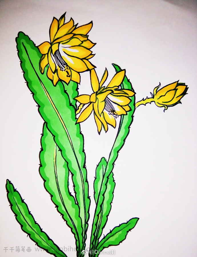 仙人掌开花简笔画步骤图_仙人掌简笔画